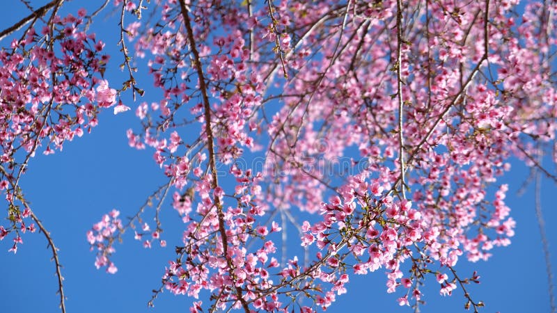 Sakura in Dalat Vietnam 2019 Fall Stock Photo - Image of vietnam, fall ...