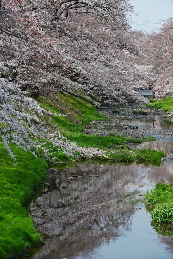 De Herfst in Het Herdenkingspark Van Showa, Tachikawa, Japan ...