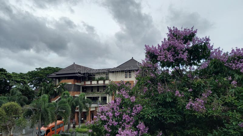 Sakura Flow in stock image. Image of yard, building - 202047673