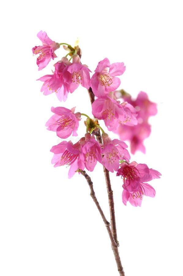 9,446 Purple Sakura Stock Photos - Free & Royalty-Free Stock Photos ...