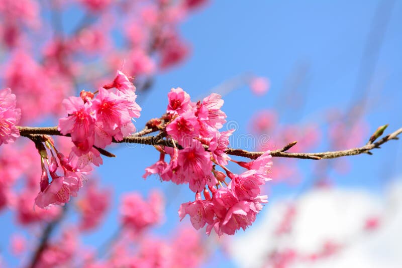 Sakura Flower image stock. Image du horizontal, botanique - 83518393
