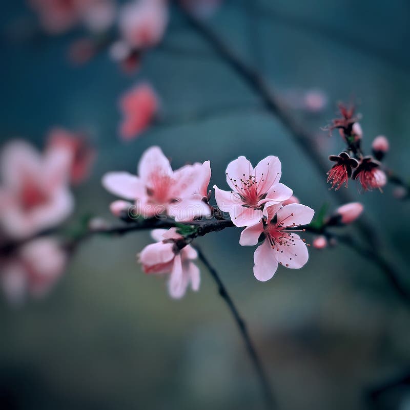 Sakura flower stock photo. Image of tropical, plants - 135705314