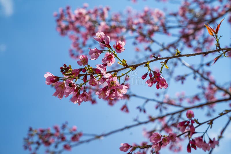 Sakurra Stock Photos - Free & Royalty-Free Stock Photos from Dreamstime