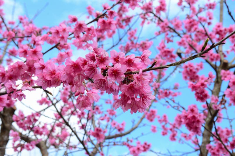 Sakura flower stock photo. Image of sakura, flower, thailand - 83517854