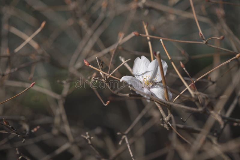 Selective Focus Photography Of Pink Cherry Blossom Flower Picture ...
