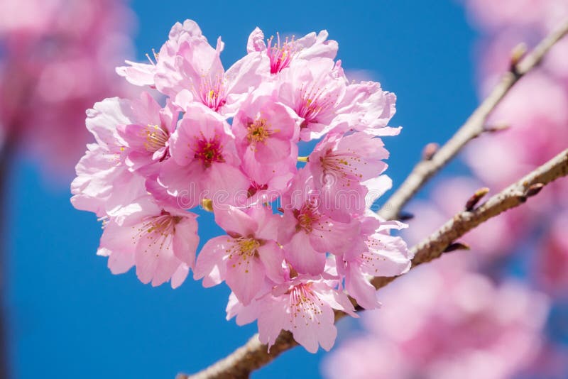 Sakura Flower Cherry Blossom Stock Image - Image of nature, pink: 70848873