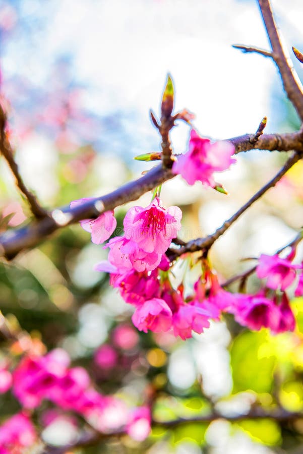 Sakura Flower and Cherry Bossom Stock Image - Image of plant, blooming ...