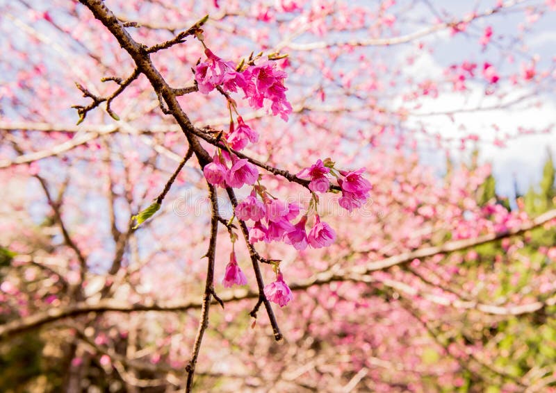 Sakura Flower and Cherry Bossom in the Garden Stock Photo - Image of ...