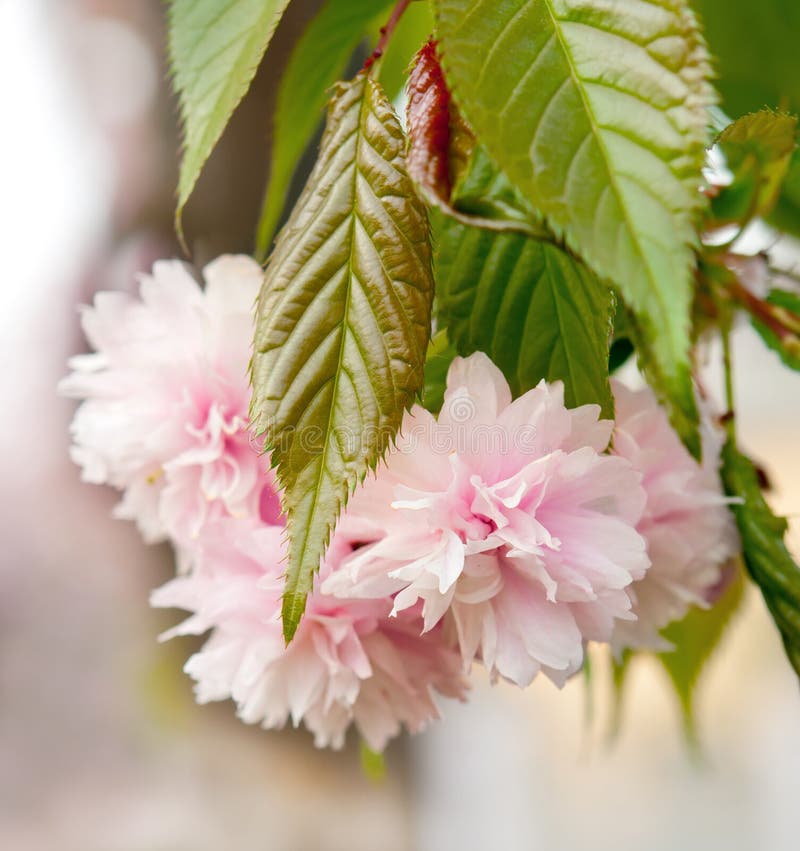 Sakura flower stock photo. Image of stem, closeup, tree - 48481952