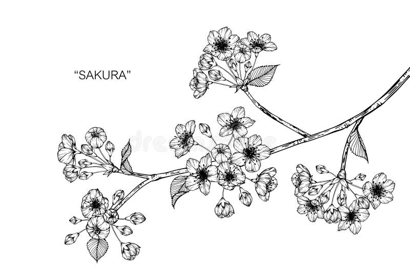 Sakura Flower Drawing Illustration. Black and White with Line Art ...