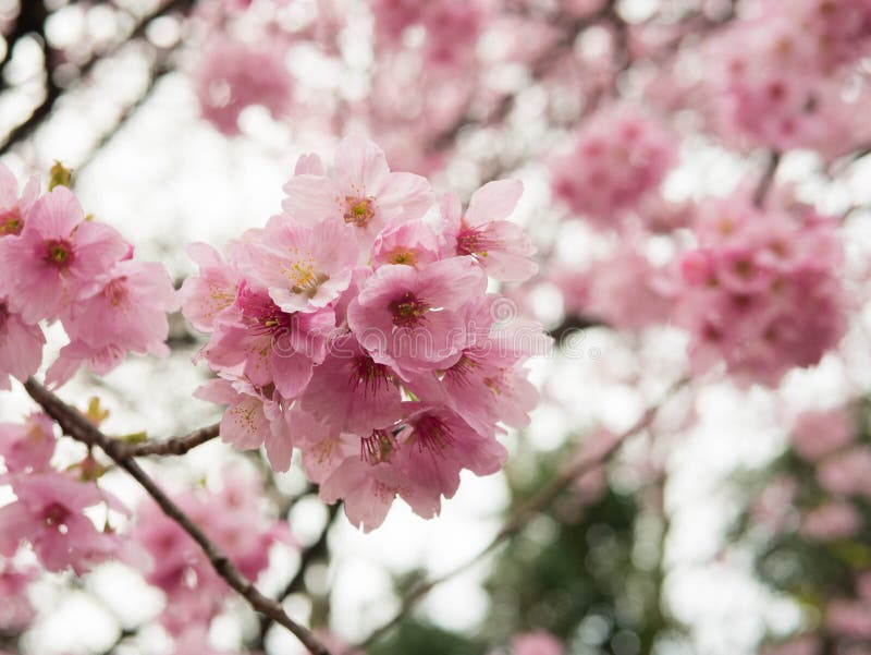 Sakura Flower Early Bloom in Mid March, Tokyo, Japan Stock Image ...