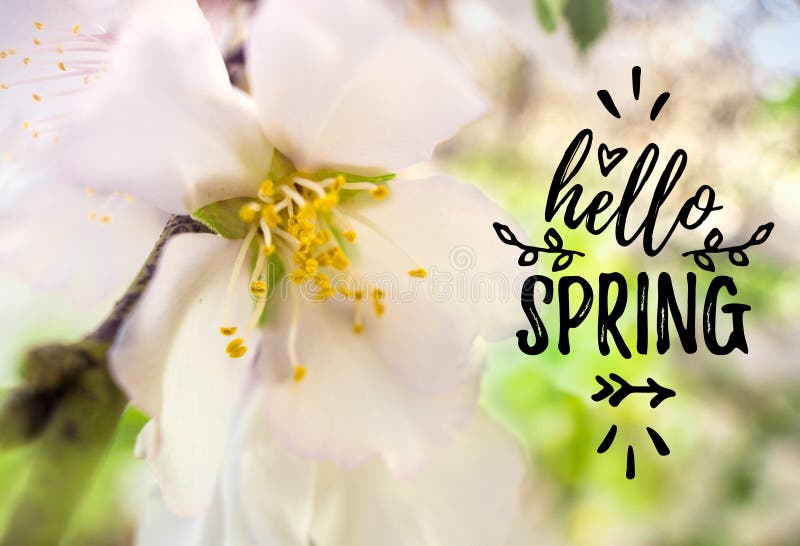 Hello Spring card stock image. Image of focus, nature - 117433669