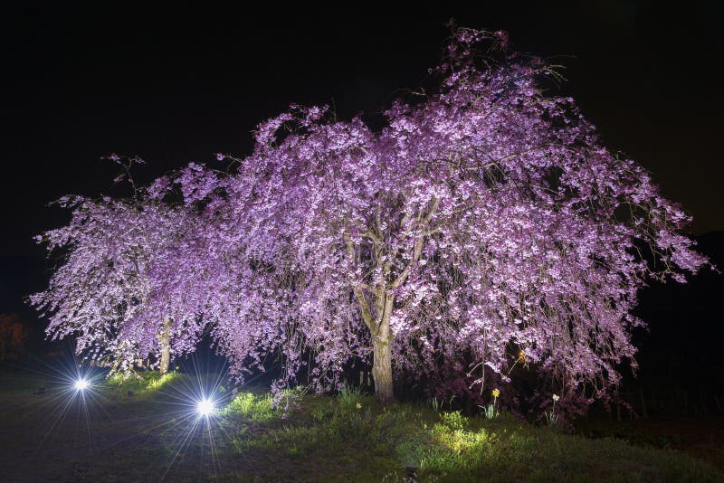 Sakura flower at night. stock image. Image of kyoto, oriental - 70134559