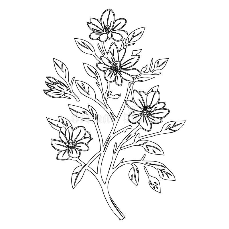 Primrose Flower Line Art. Primrose Outline Illustration. February Birth ...