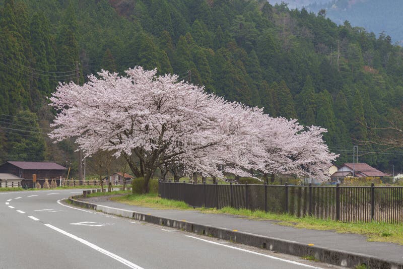 Sakura flower tree stock image. Image of beauty, land - 89865713