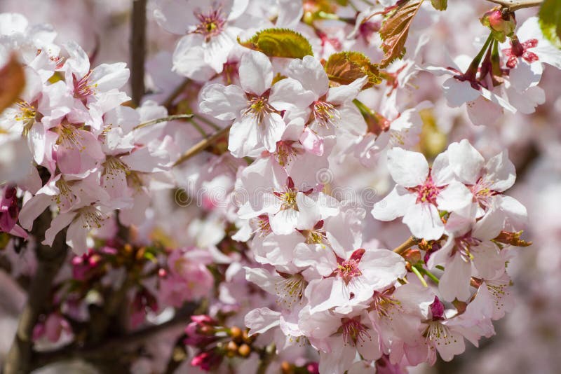 Sakura flowering stock image. Image of springtime, leaf - 90238981