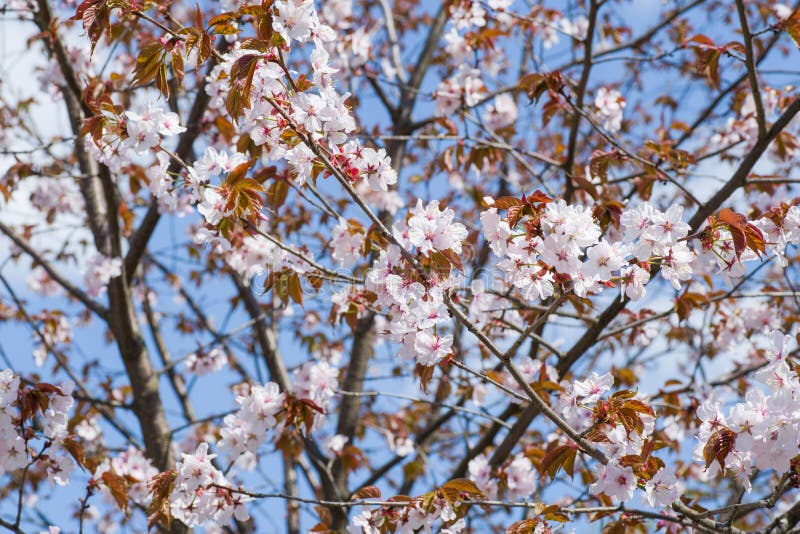 Sakura flowering stock photo. Image of nature, sakura - 90239818