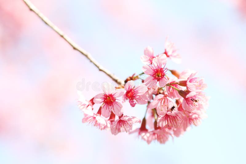 Sakura flowers stock photo. Image of plant, botany, sign - 25389274
