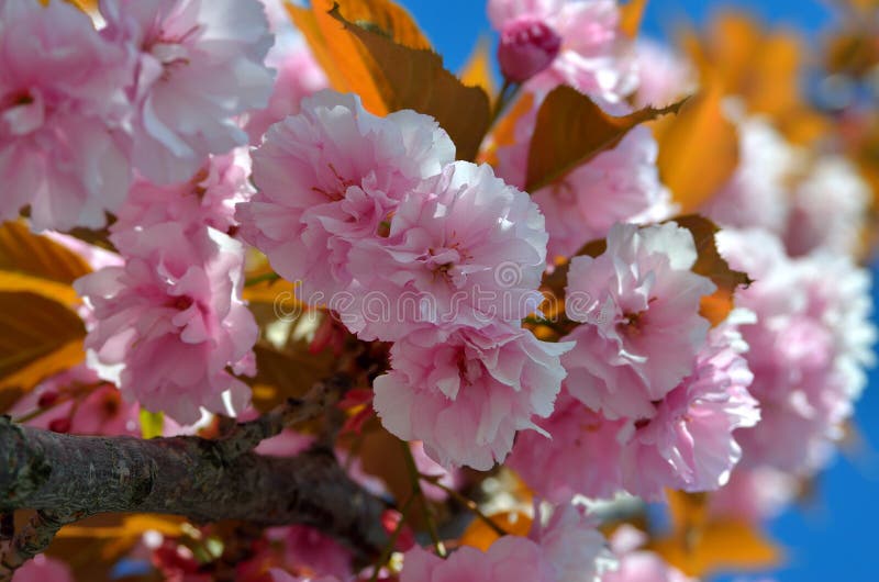Sakura Flowers Bloom on Branches in Spring Stock Photo - Image of tree ...