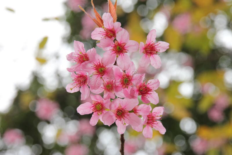 Sakura Flowers Blooming - Beautiful Pink Cherry Blossom Stock Photo ...