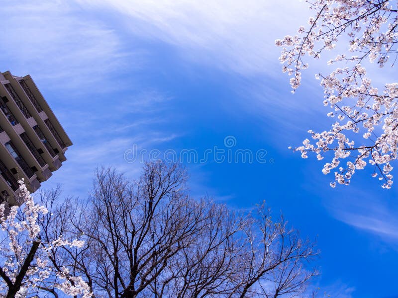 Sakura Flowers Blooming with Building Stock Image - Image of abstract ...