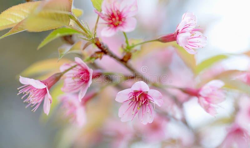 Sakura Flowers , Cherry Blossom Stock Photo - Image of card, bright ...