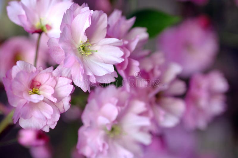 Sakura Flowers are a Delicate Pink Color Stock Photo - Image of ...