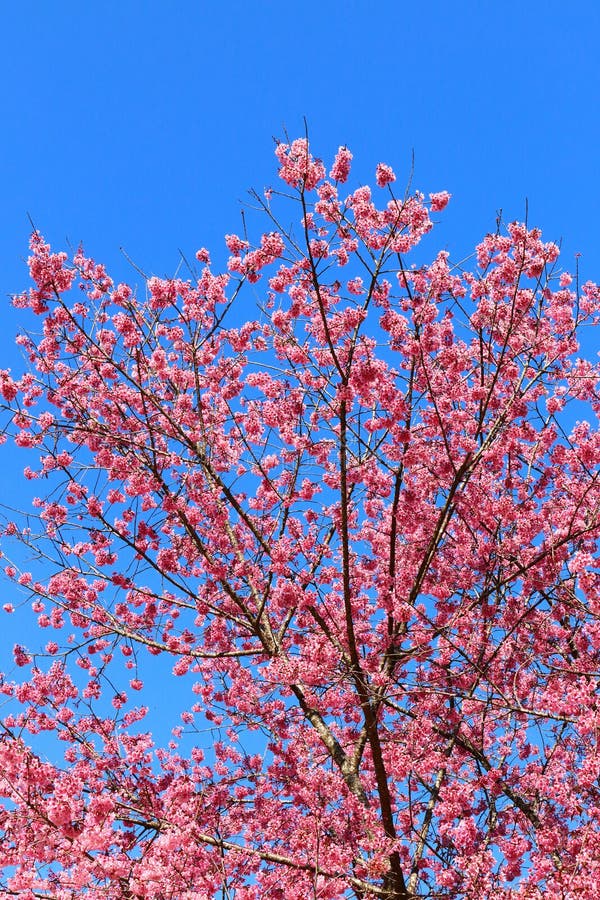 Sakura flowers stock image. Image of flower, sakura, flowers - 61967341