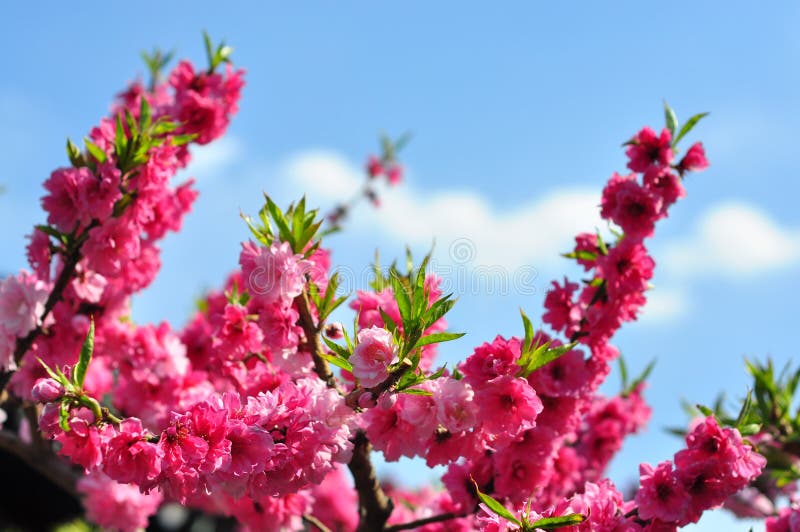 Sakura Flowers in the Garden Stock Photo - Image of culture ...