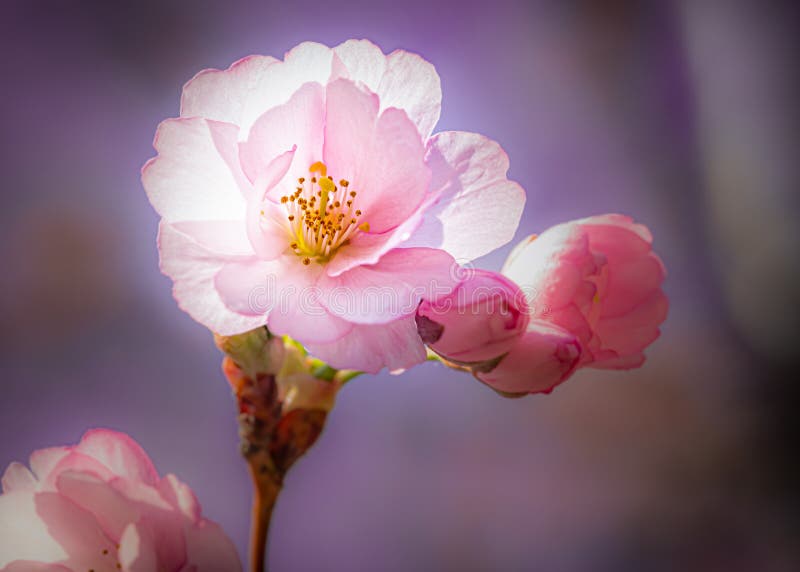 Sakura Flowers stock image. Image of background, garden - 216636431