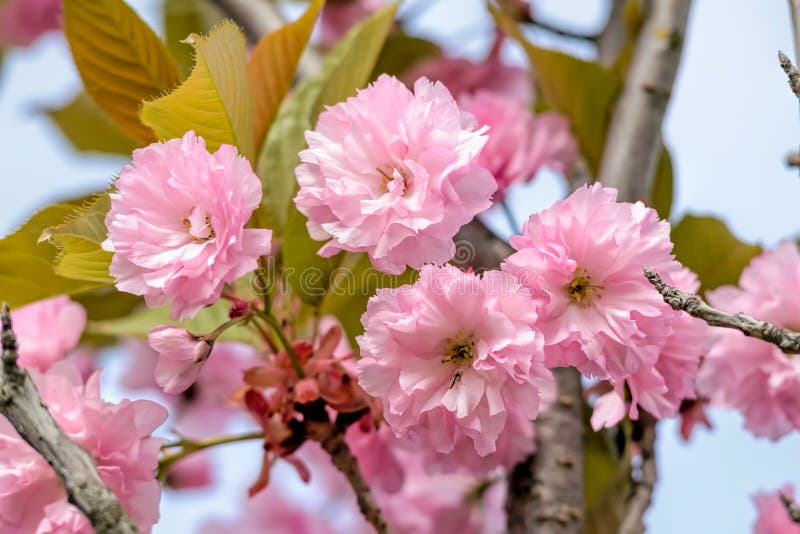 Sakura Flowers stock photo. Image of oriental, petal - 53601726