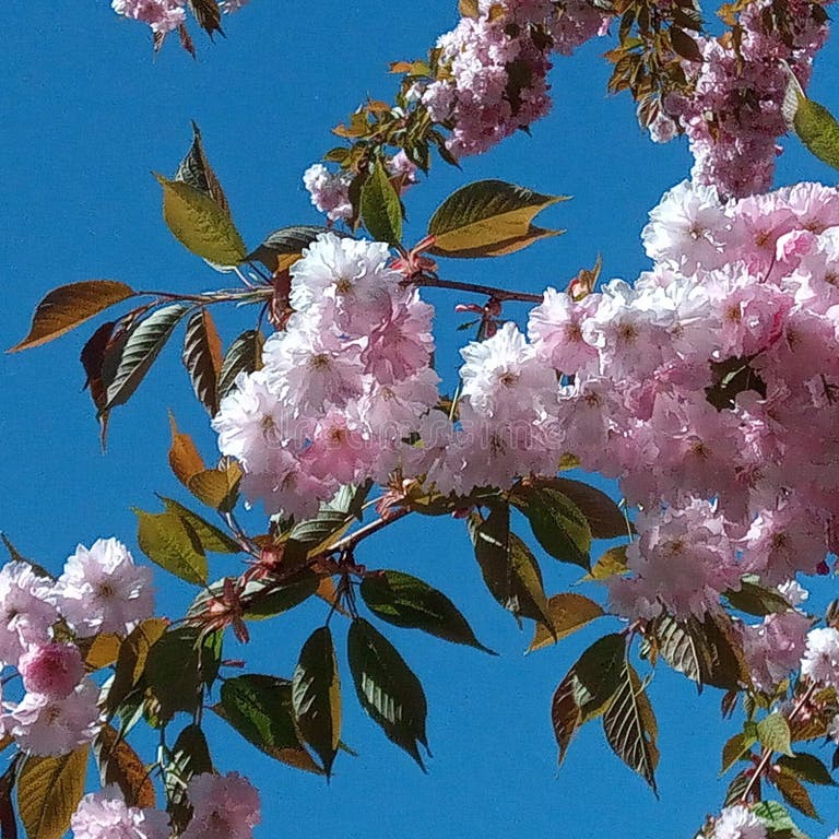 Sakura flowers in Riga stock photo. Image of plant, twig - 183776726