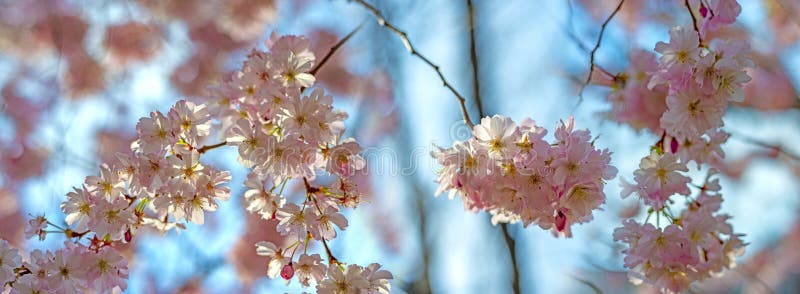Sakura Flowers on Sakura Tree Stock Image - Image of fragility, pink ...