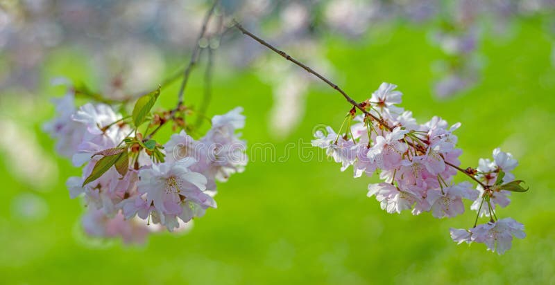 Sakura Flowers on Sakura Tree Stock Image - Image of pink, holiday ...