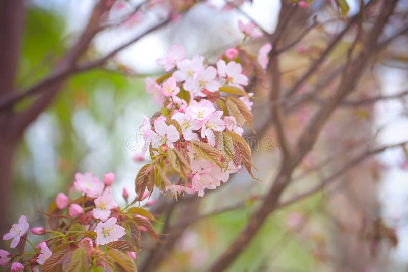 Sakura Flowers on the Tree. Japanese Spring Flowering Tree Stock Image ...