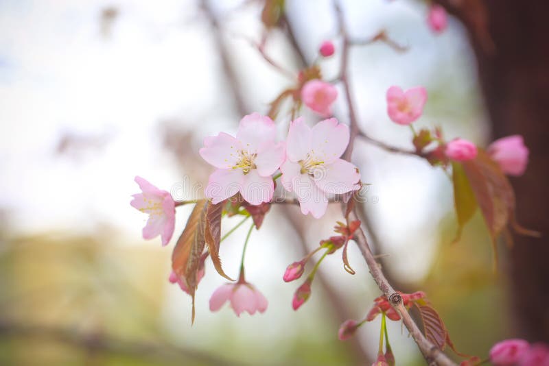 Sakura Flowers on the Tree. Japanese Spring Flowering Tree Stock Image ...