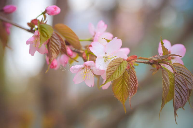 Sakura Flowers on the Tree. Japanese Spring Flowering Tree Stock Photo ...
