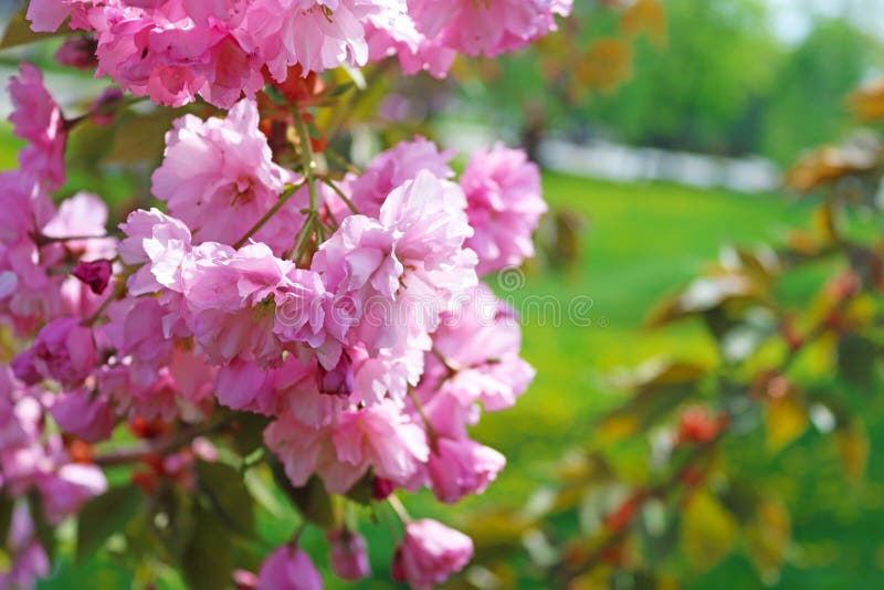 Sakura Flowers of Sakura Tree in the Spring Stock Photo - Image of ...
