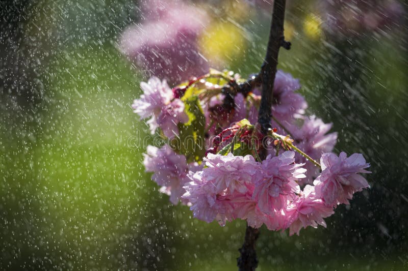 Sakura Flowers Under Spring Rain Stock Photo - Image of plant, season ...