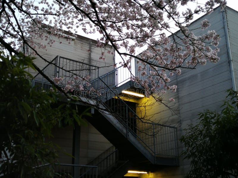 Sakura in front of stairs stock photo. Image of sakura - 183553080