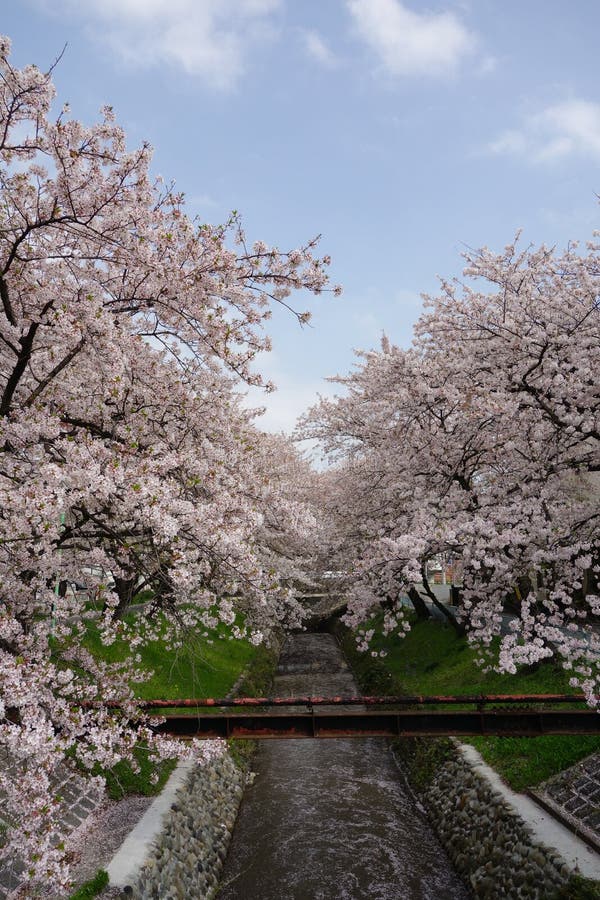 Sakura with Fukaya Station#5 Stock Photo - Image of water, sakura: 30710106