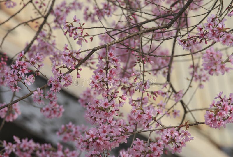 Sakura Full Bloom in Spring Season Stock Photo - Image of pink ...