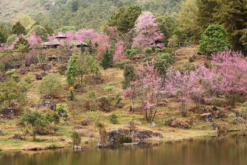 Sakura Garden stock photo. Image of petal, beautiful - 18156960