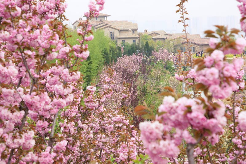 Sakura garden stock photo. Image of pink, bloom, plant - 70369932
