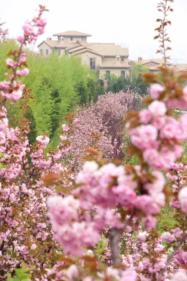 Sakura garden stock photo. Image of flowers, sakura, scenic - 70370026