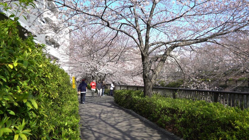 Sakura Hanami Spring Cherry Blossom at Meguro River, Tokyo Stock ...