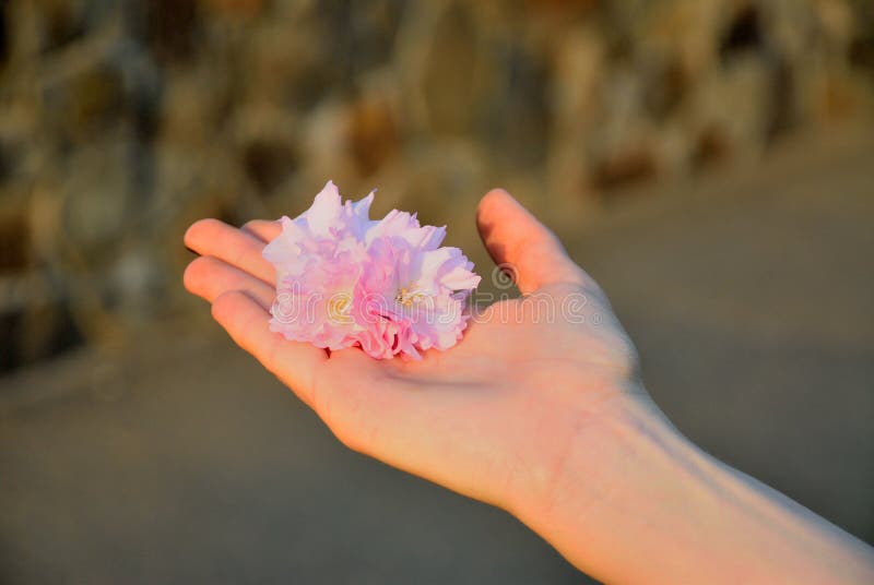 Sakura in the hand stock photo. Image of bloom, dress - 63796312