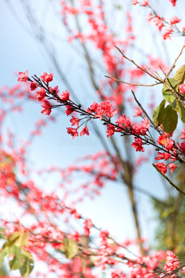 Sakura in hot pink stock image. Image of sunny, sakura - 45407669