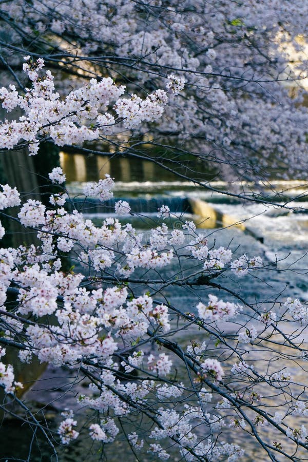 Sakura of JAPAN stock photo. Image of flower, beutiful - 216657050