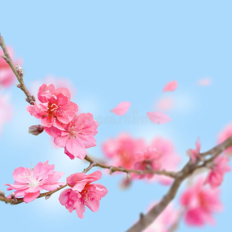 Sakura stock photo. Image of tree, blue, flower, macro - 86143896
